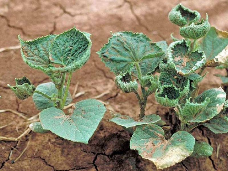 Dicamba, Monsanto e un'agricoltura drogata | Italia che cambia