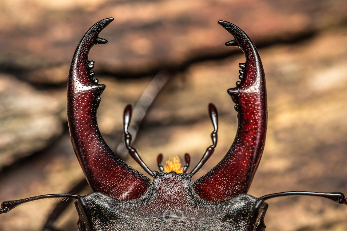 Quando i cervi volano la foresta ringrazia | Italia che cambia
