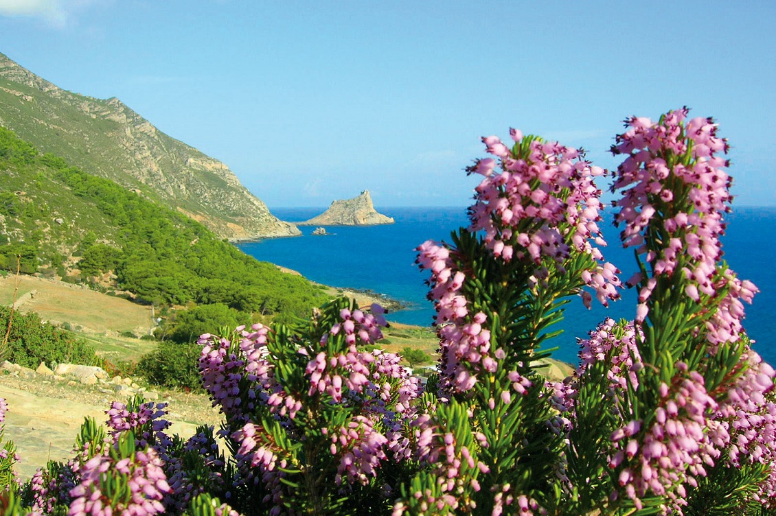 Macchia Mediterranea: custodirla è necessario per salvare la ...