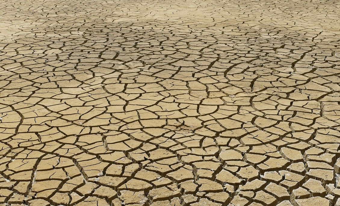 Macchia Mediterranea: custodirla è necessario per salvare la ...