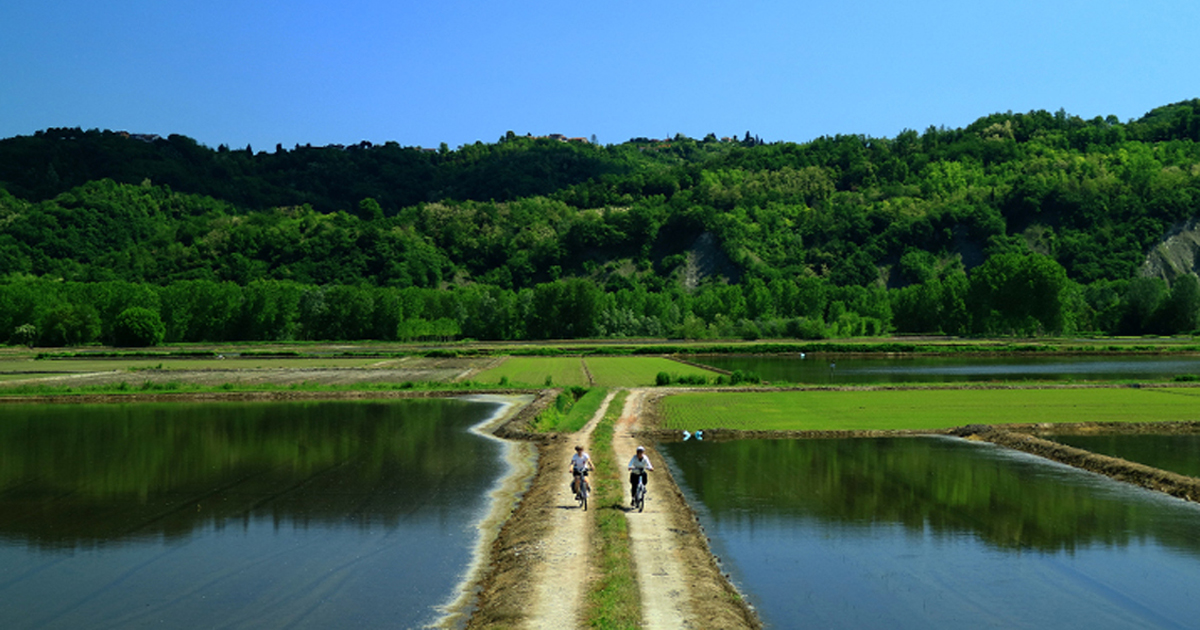 Piantare alberi contro il cambiamento climatico: il sogno della Foresta ...