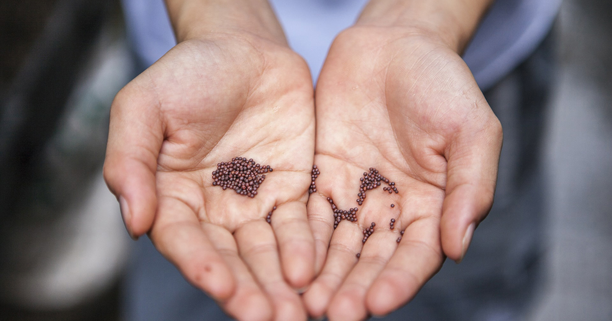 Sementi al Suolo: scambiare antiche varietà di semi per creare comunità ...