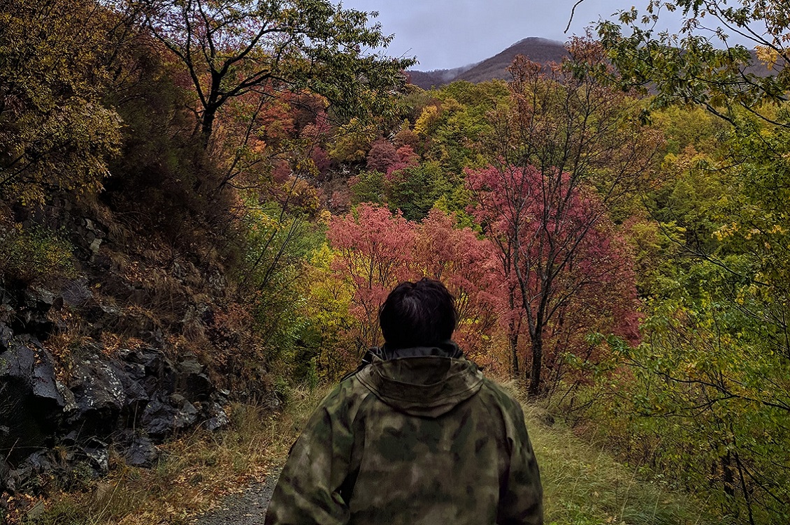 Immersione in foresta: ecco come farla in modo efficace rispettando la ...