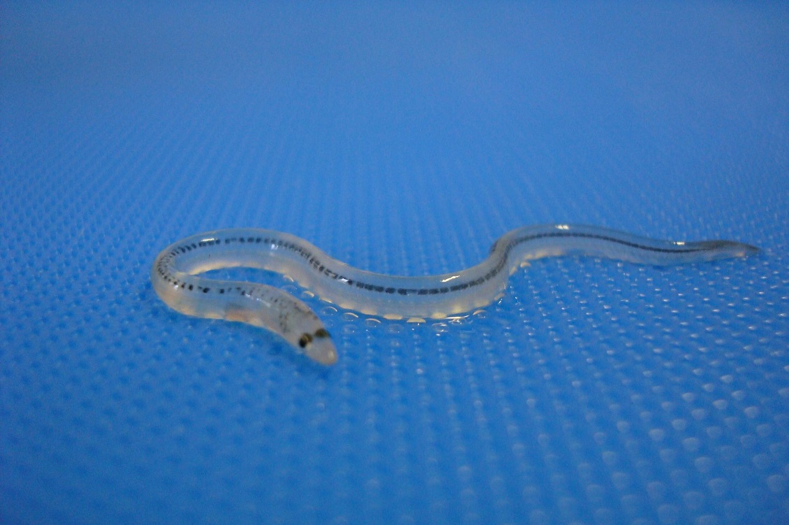 Anguilla europea a rischio estinzione: per MedReAct è necessaria una ...