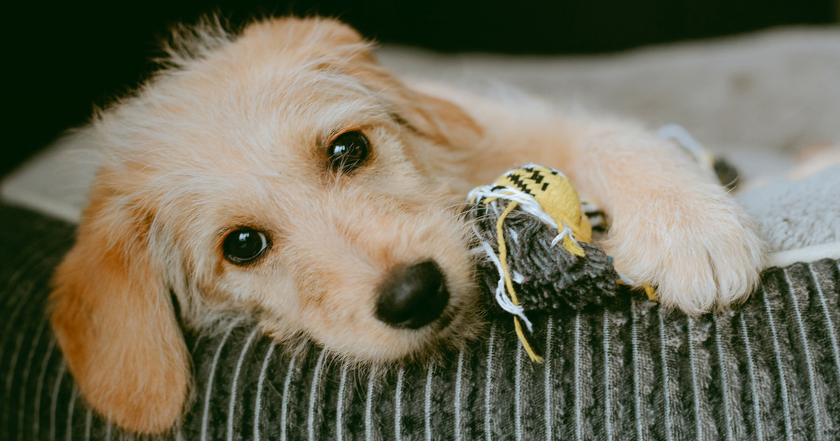 HelloPet!: in ospedale, al fianco del proprio cane | Piemonte che ...