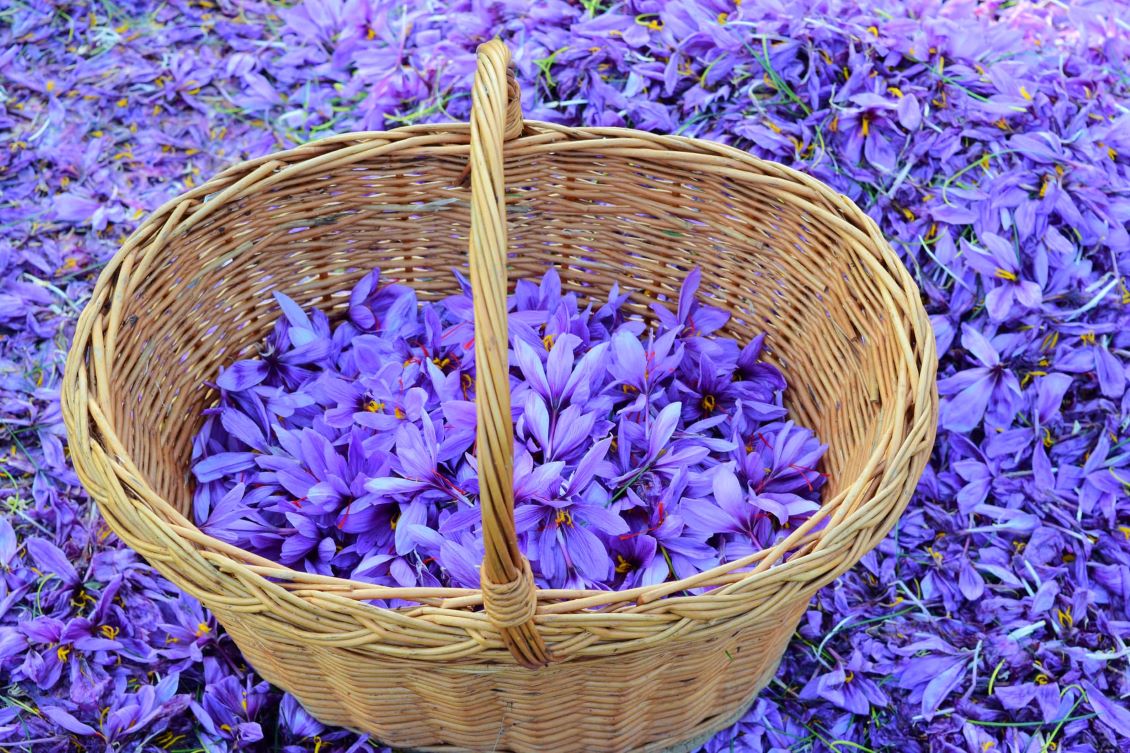 "Abbiamo deciso di coltivare lo zafferano per gioco, ma ora è diventata ...