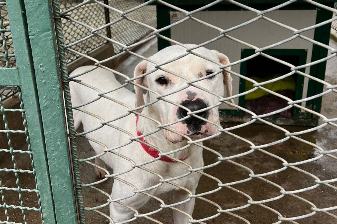 Rotaract di Padova: un aiuto concreto al canile per "scaldare" l ...