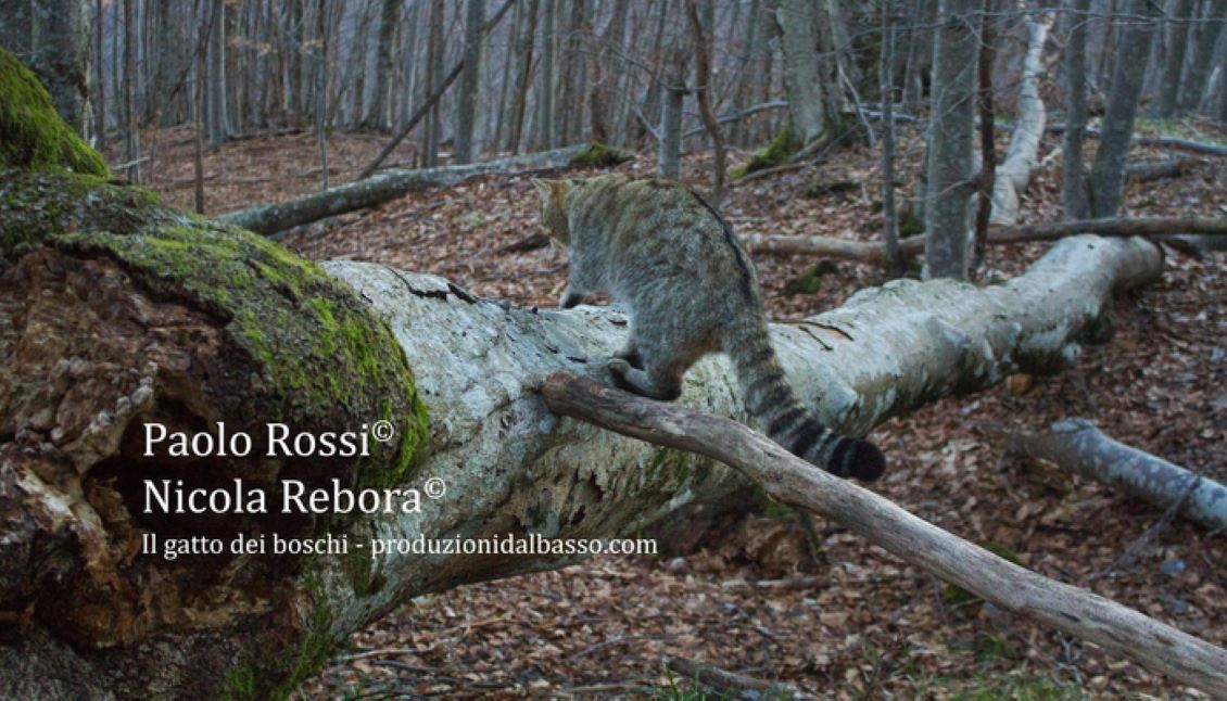 Paolo Rossi e il gatto selvatico: "Sarà il protagonista di un nuovo ...