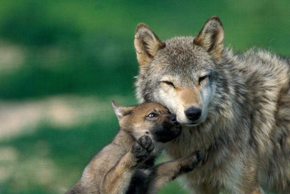 LAV: difendiamo i lupi dal più grande attacco alla fauna selvatica ...