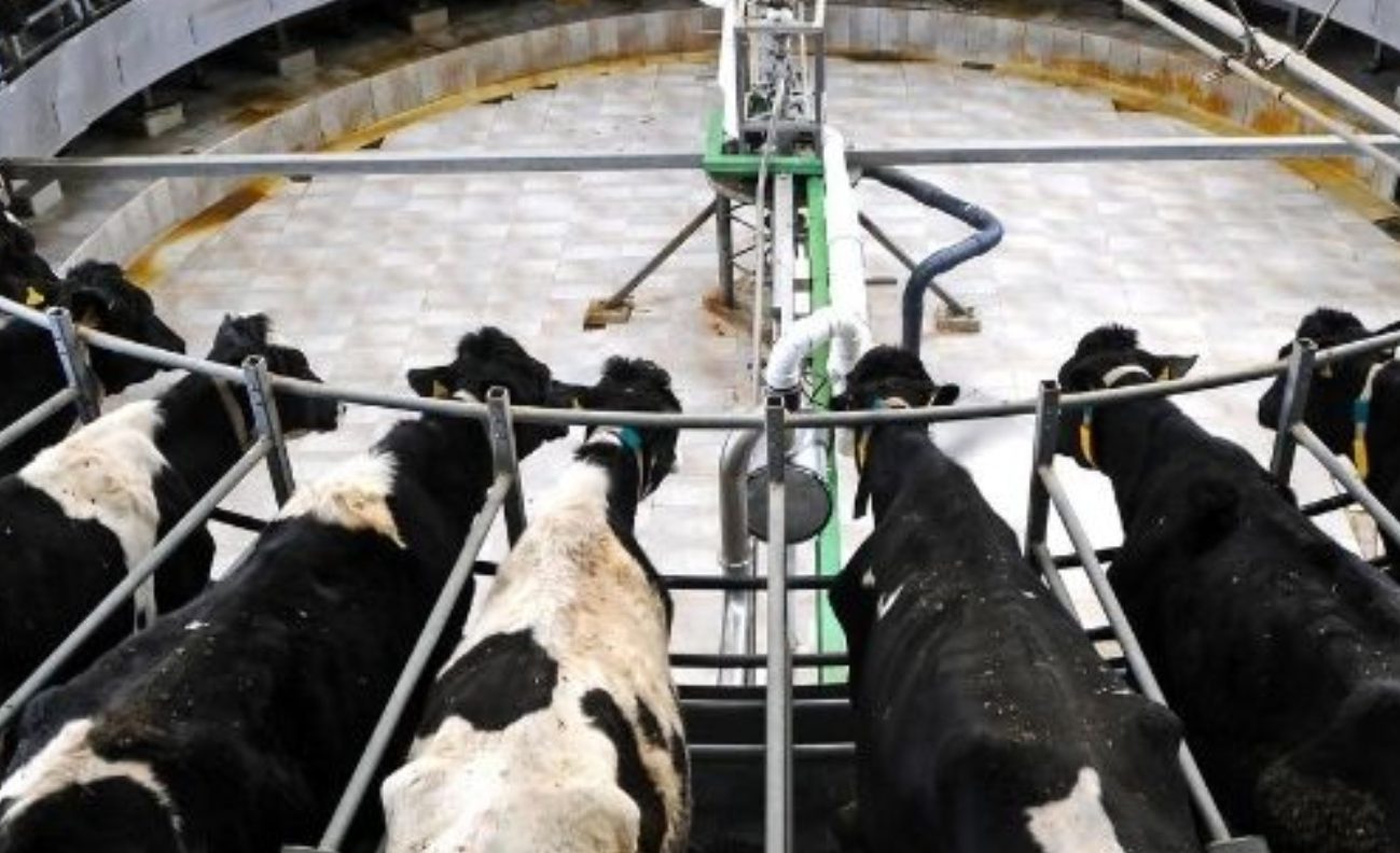 LAV: tutto su mucche e vitelli | Italia che cambia