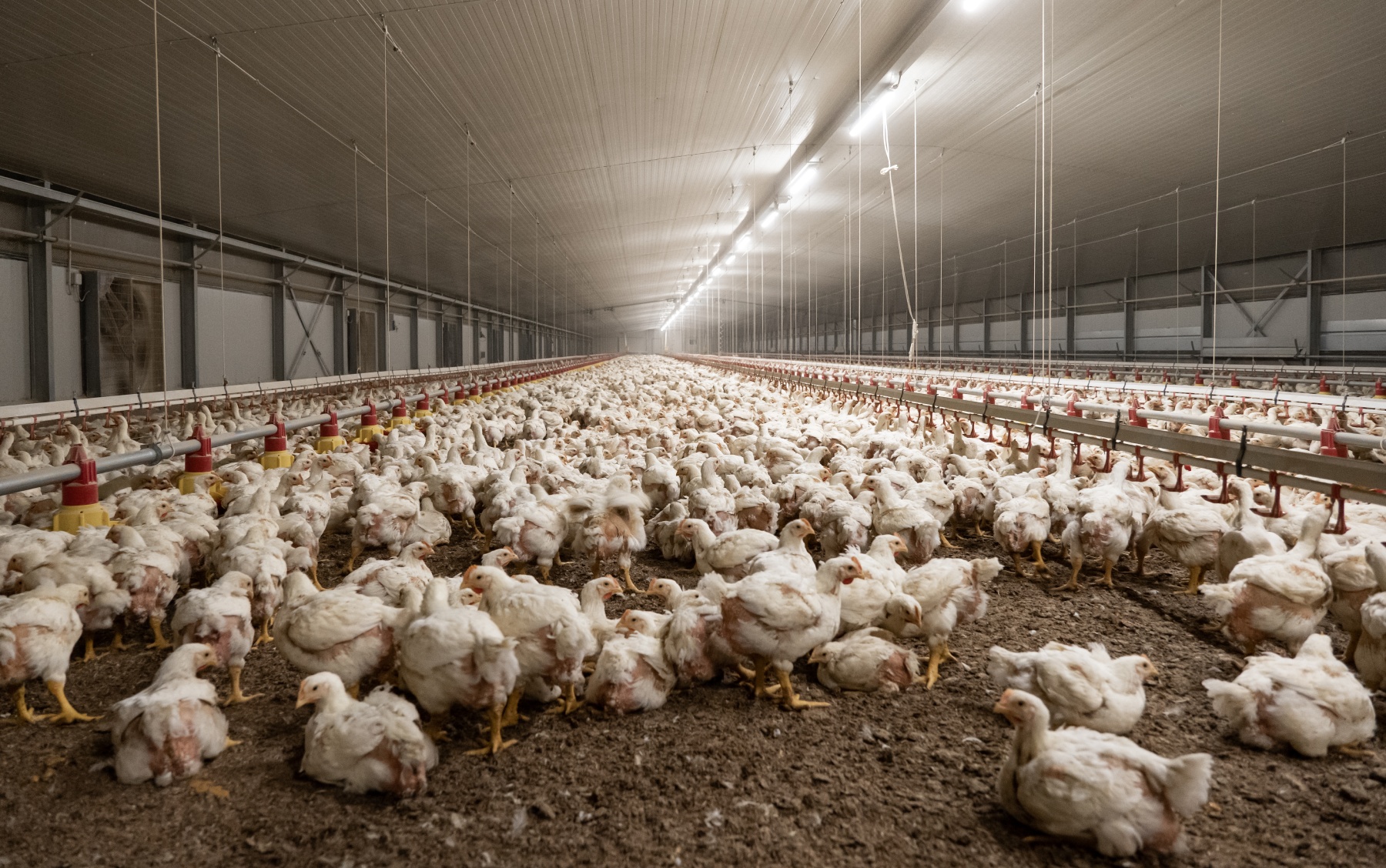 LAV: tutto sui polli | Italia che cambia