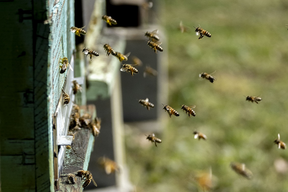 Biodiversità: le api e il loro miele sono fra gli indicatori più ...