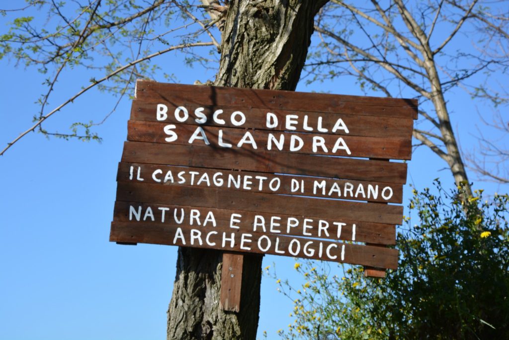 Bosco della Salandra: storia di un luogo abbandonato diventato culla di ...