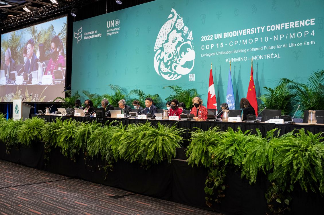 Accordo storico alla COP16 bis di Roma! Un passo avanti per il ...