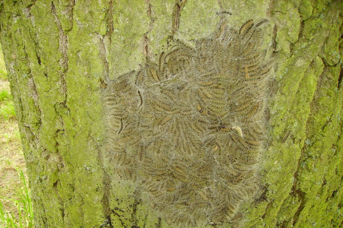 La processionaria è davvero un nemico da combattere? | Italia che cambia