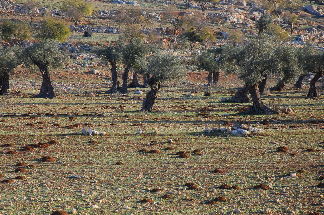 Tra gli ulivi della Cisgiordania e la violenza sionista: la ...